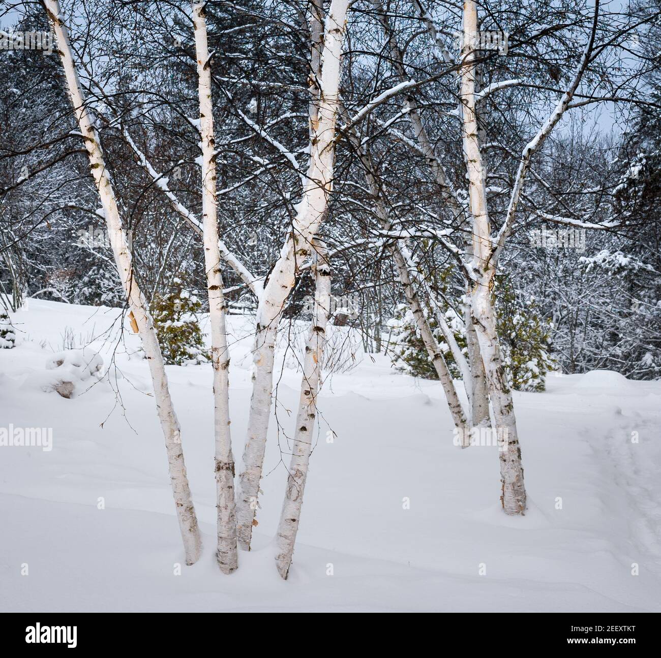 THE POINT LAKE SARANAC ADIRONDACKS NEW YORK USA Stock Photo - Alamy