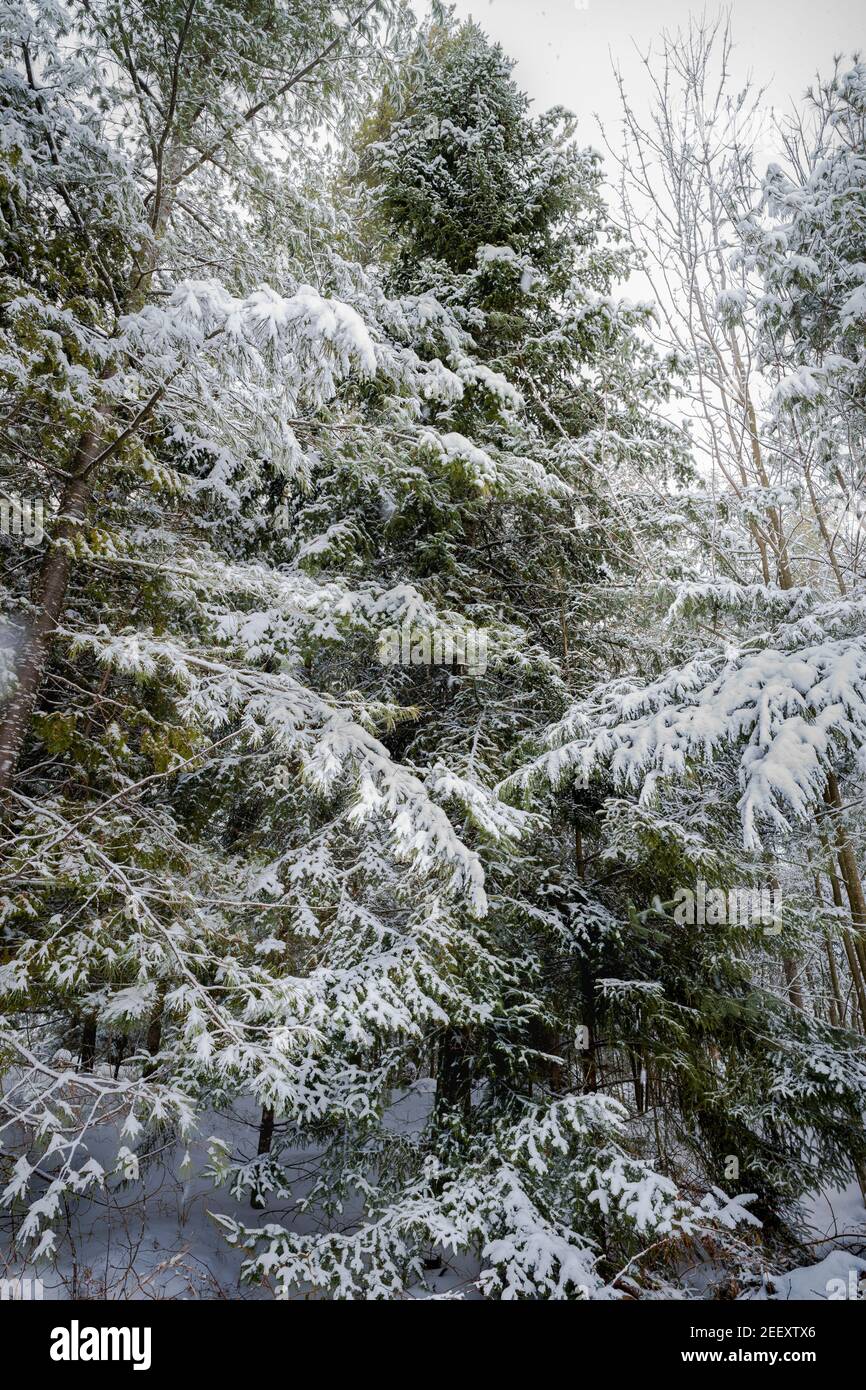 THE POINT LAKE SARANAC ADIRONDACKS NEW YORK USA Stock Photo - Alamy