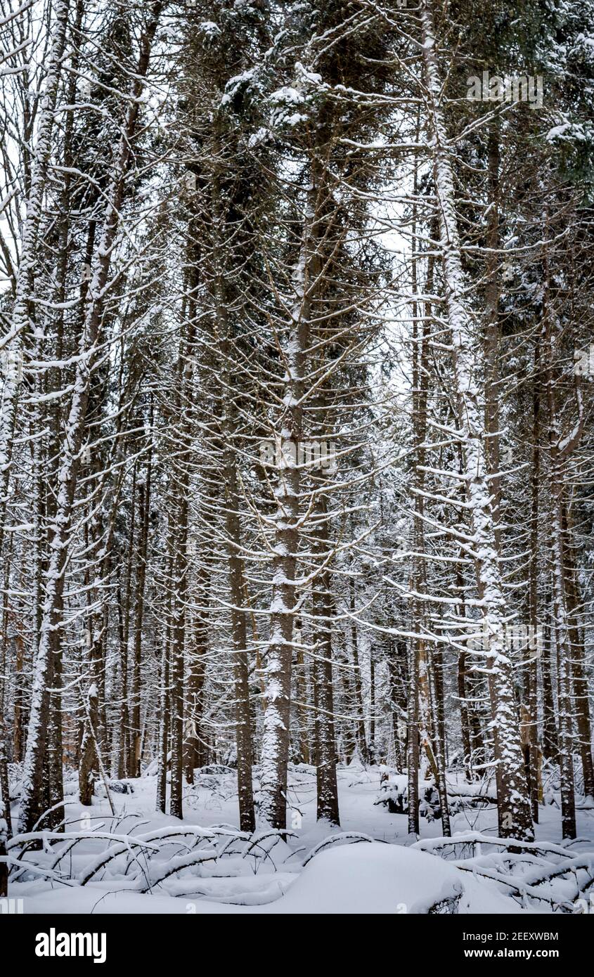 BARNUM BROOK TRAIL PAUL SMITHS ADIRONDACKS NEW YORK USA Stock Photo - Alamy