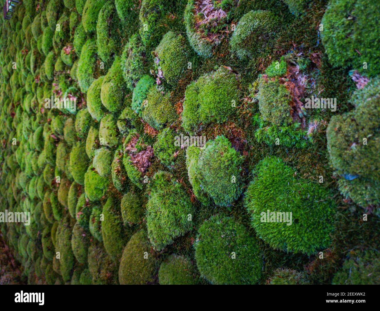 Moss dot hi-res stock photography and images - Alamy
