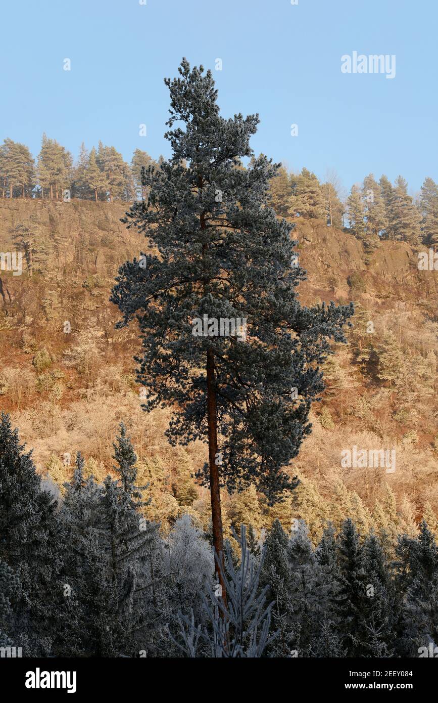Pine tree landscape hi-res stock photography and images - Alamy