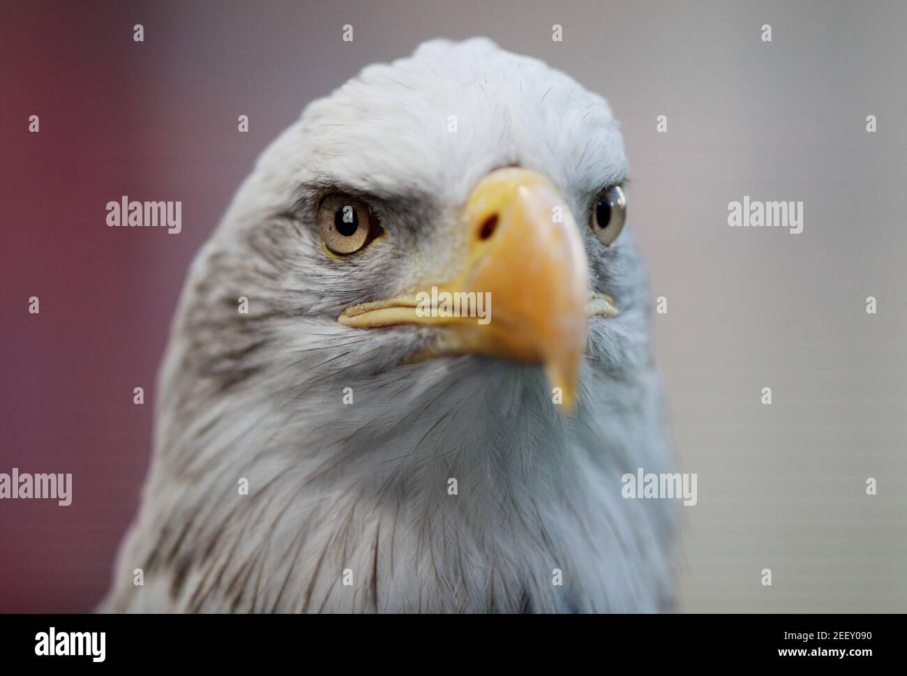 Crystal Palace Mascot Kayla The Eagle High Resolution Stock Photography ...
