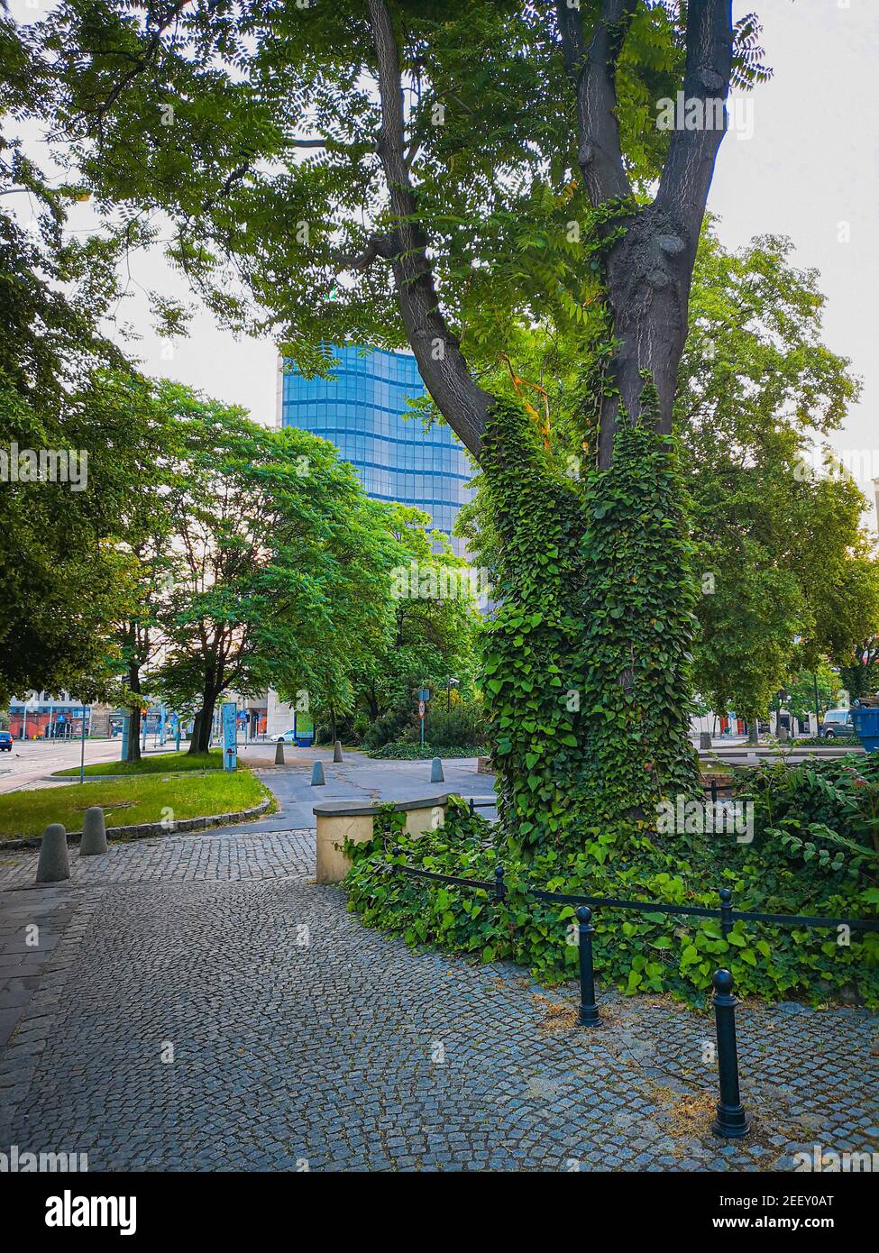 Gray concrete pavement with green trees around Stock Photo - Alamy