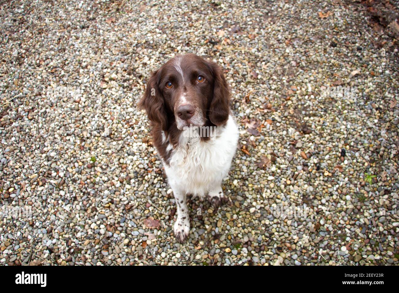 Full body shot of dog looking in the camera Stock Photo - Alamy