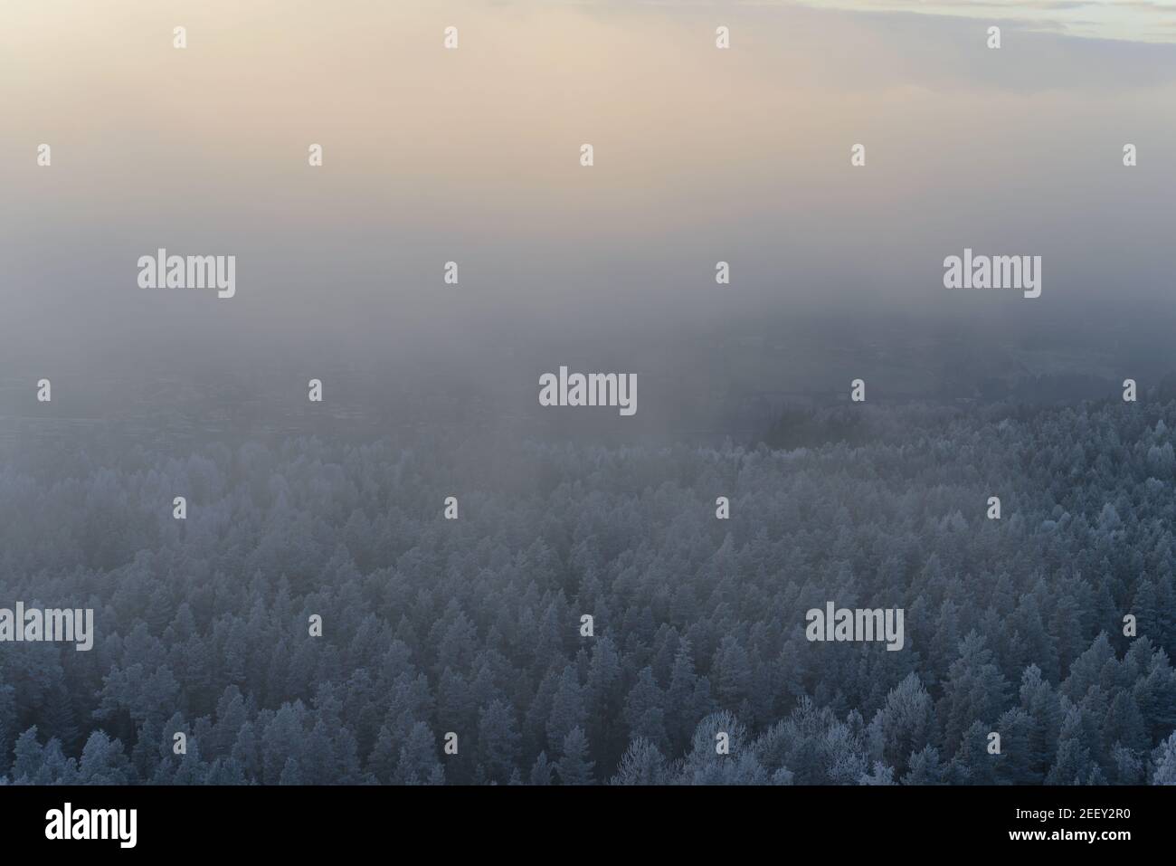 Thick fog covered thick coniferous hi-res stock photography and images ...