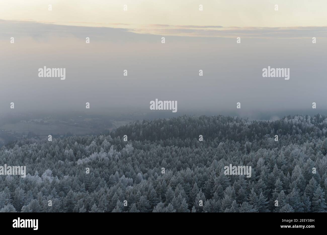Thick fog covered thick coniferous hi-res stock photography and images ...