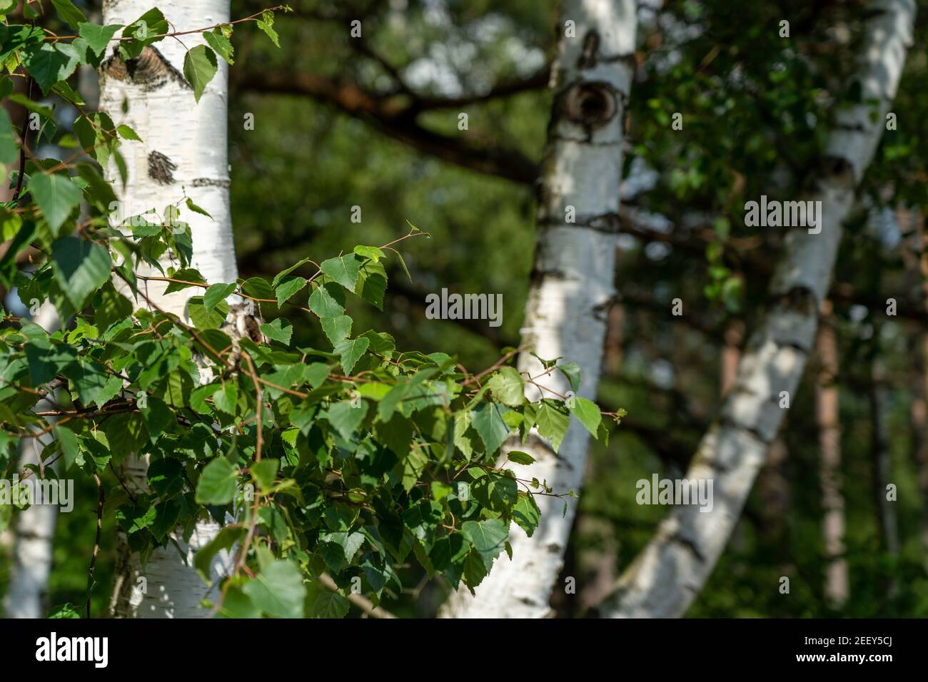 Birch trees with emerging foliage in summer time in lueneburger heide ...