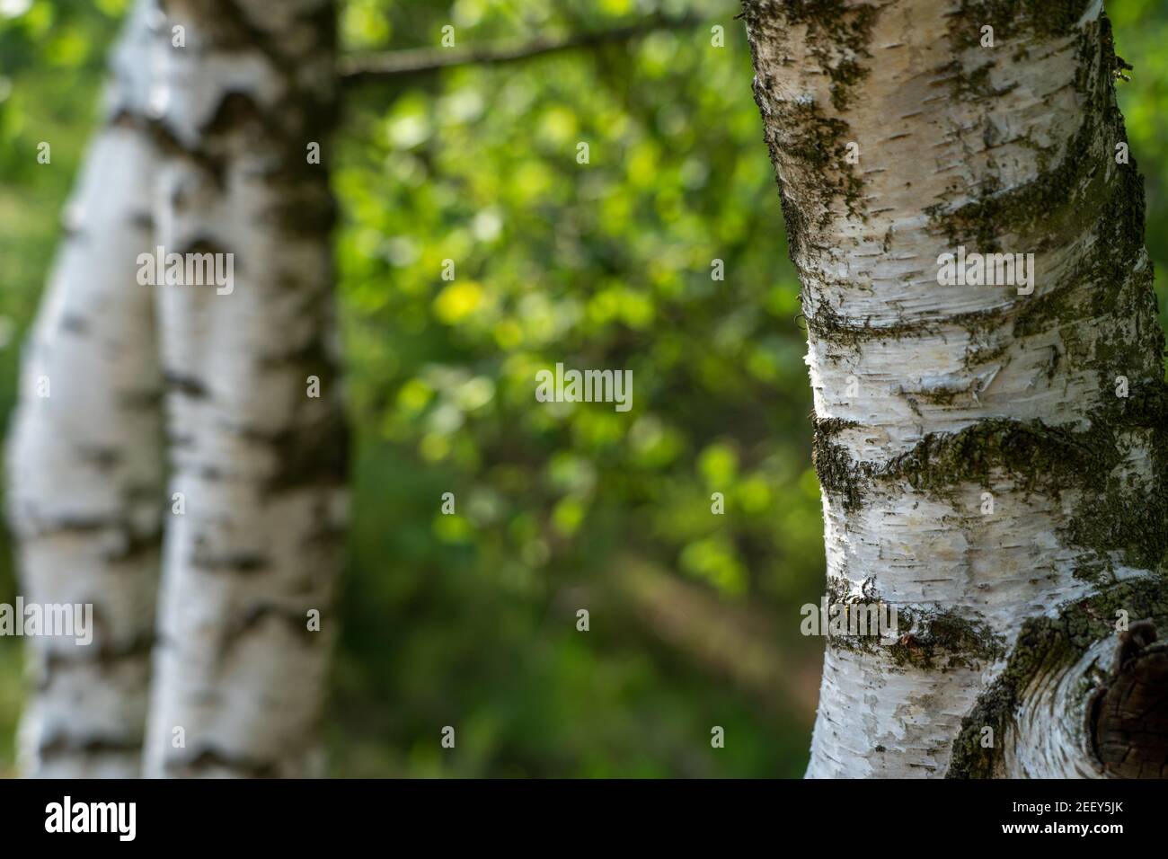 Birch trees with emerging foliage in summer time in lueneburger heide ...
