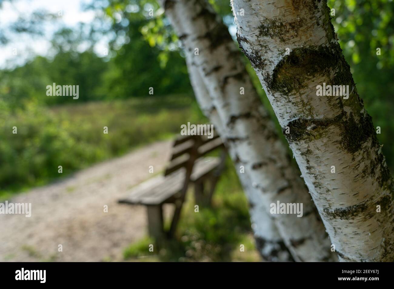 Birch trees with emerging foliage in summer time in lueneburger heide ...