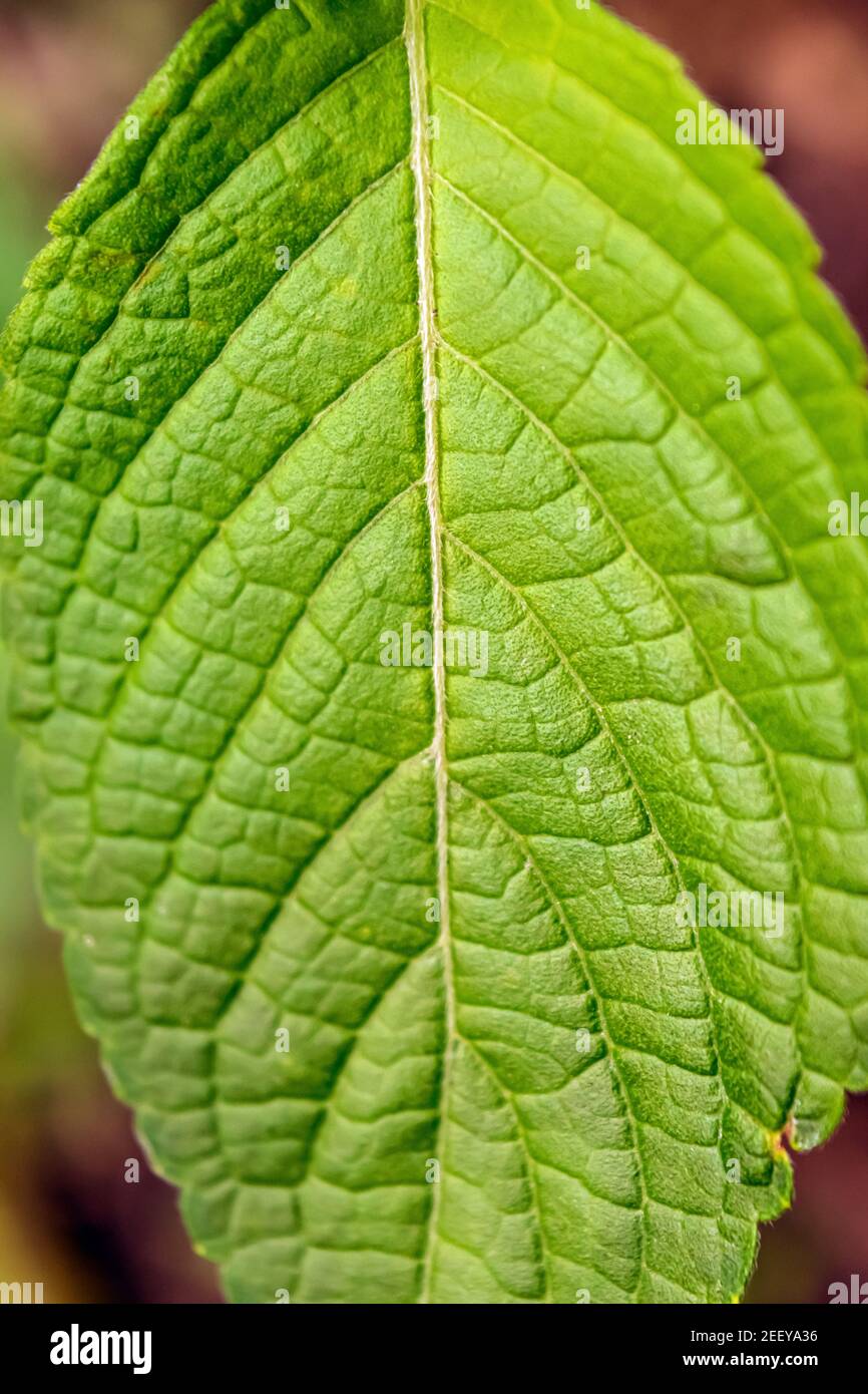 Nervation patterns hi-res stock photography and images - Alamy