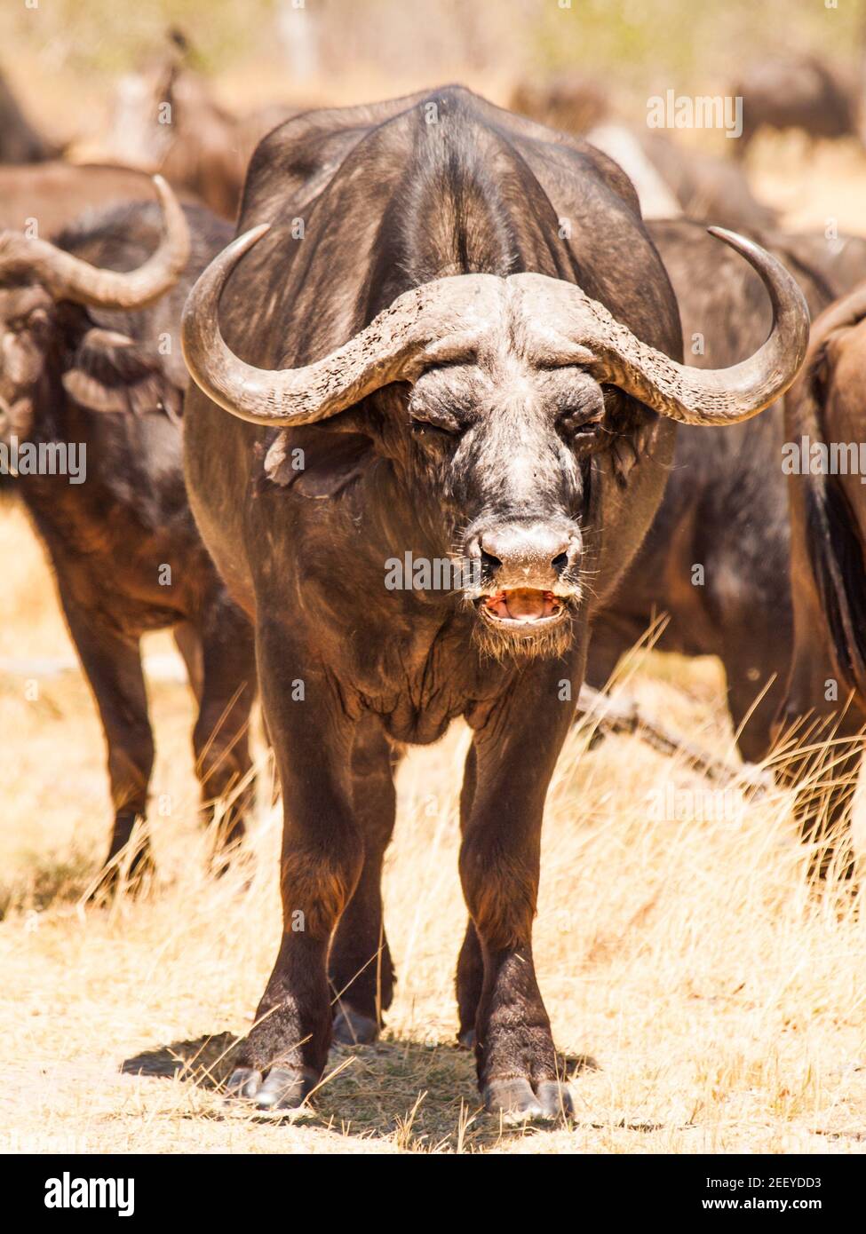 Angry buffalo hi-res stock photography and images - Alamy
