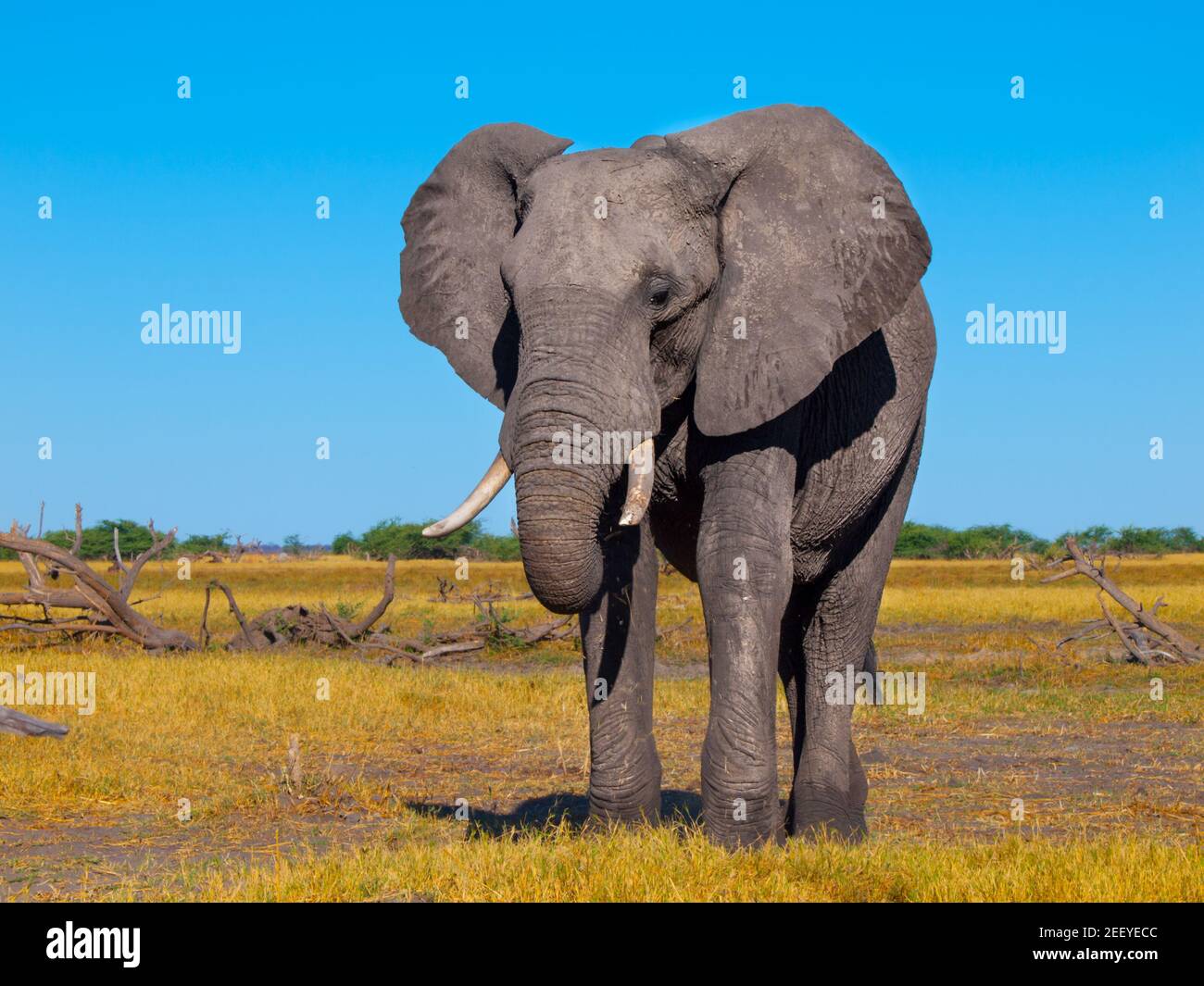 Big african hi-res stock photography and images - Alamy