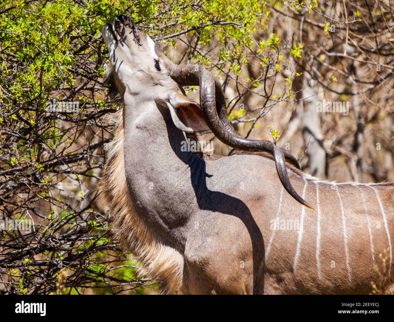 Eating kudu hi-res stock photography and images - Alamy