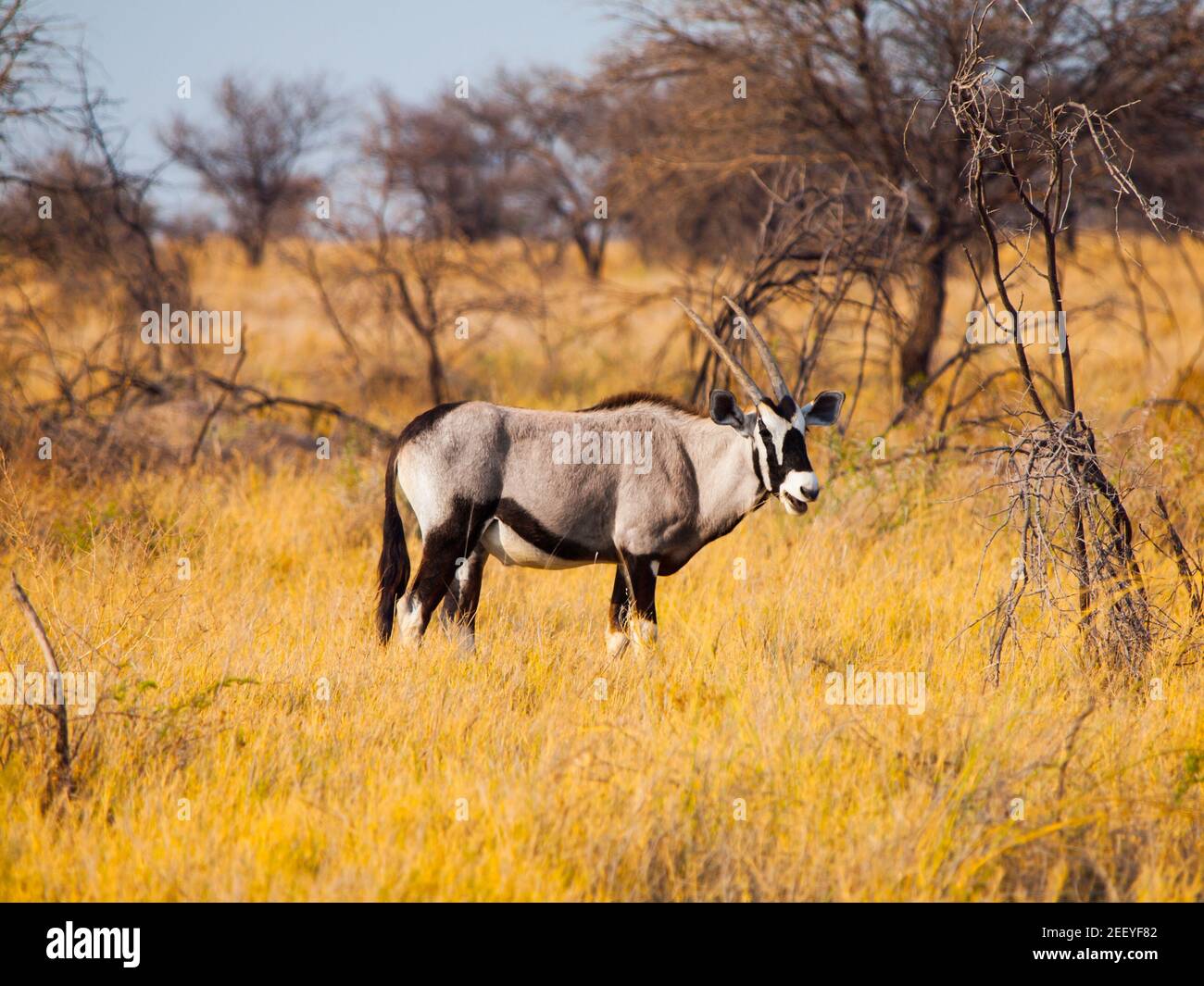 Namibian desert africa gemsbok hi-res stock photography and images - Alamy