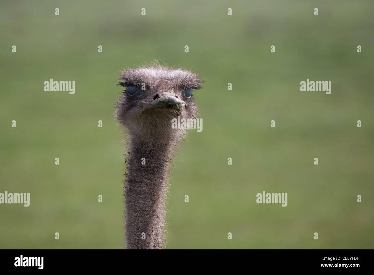 Neck and head of Common Ostrich Stock Photo - Alamy