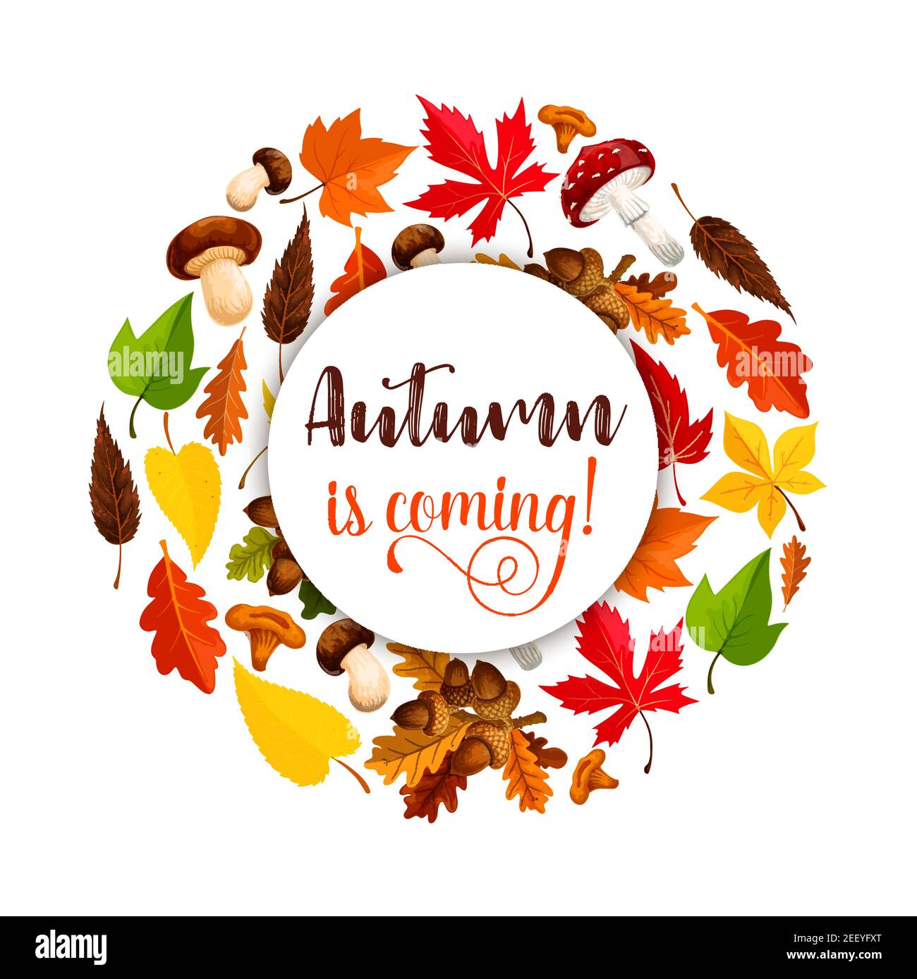 Fruit of maple tree Stock Vector Images - Alamy