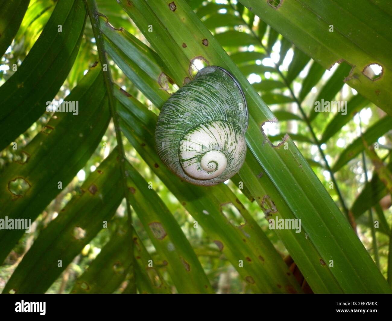 Snail under leaf hi-res stock photography and images - Alamy