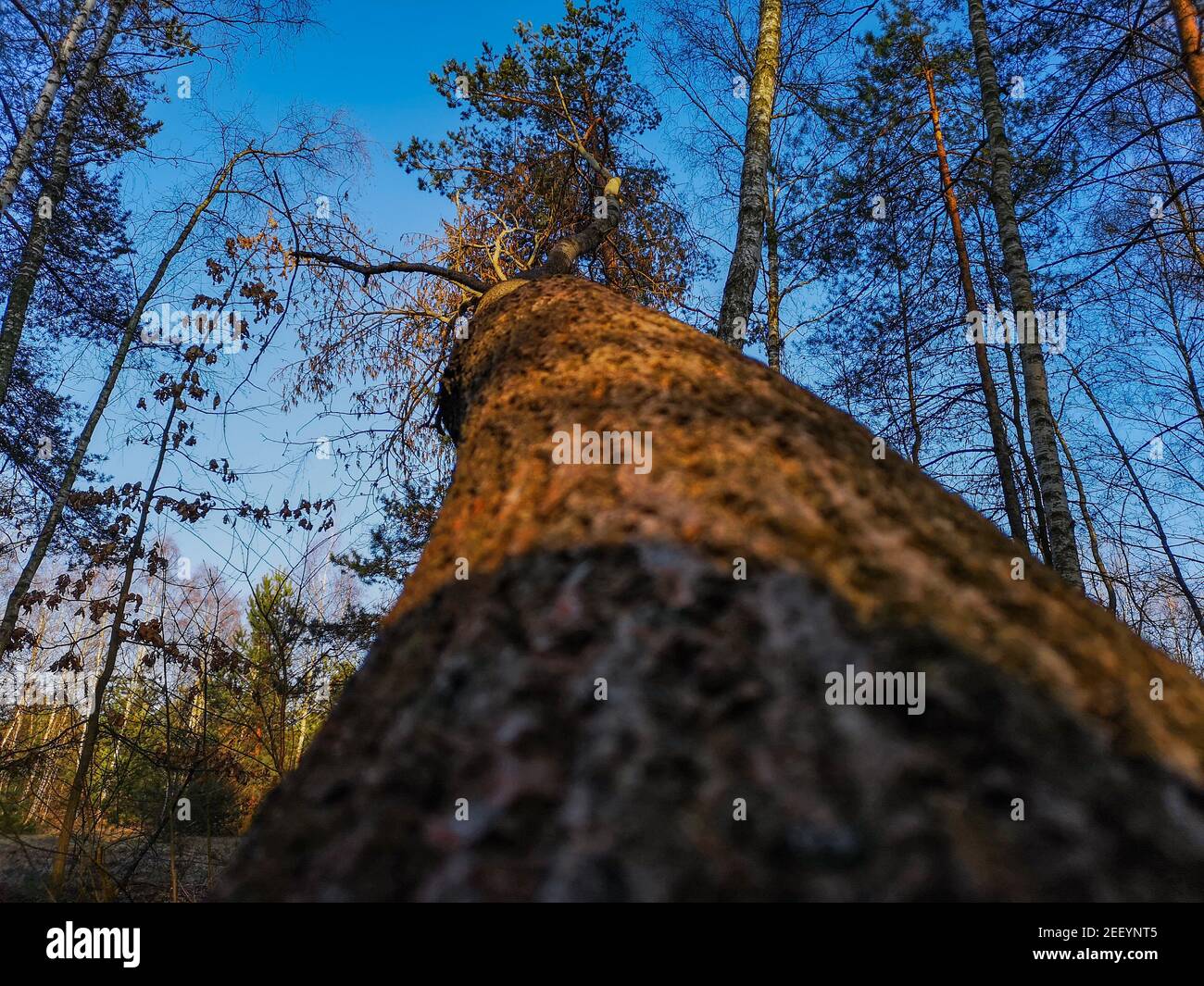 Tree crown hi-res stock photography and images - Alamy