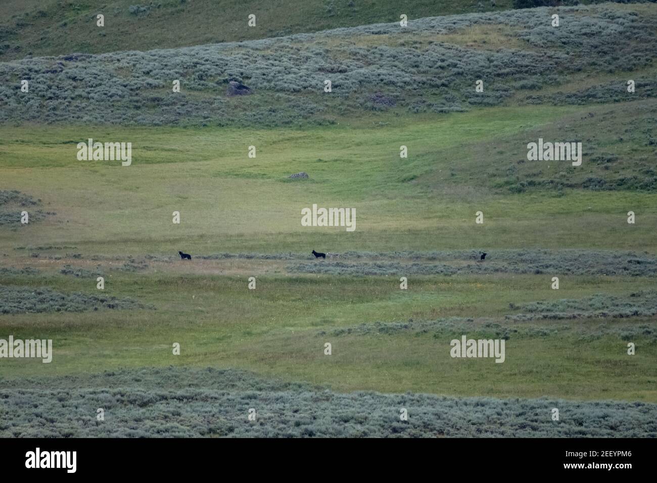 Wolves yellowstone park summer hi-res stock photography and images - Alamy