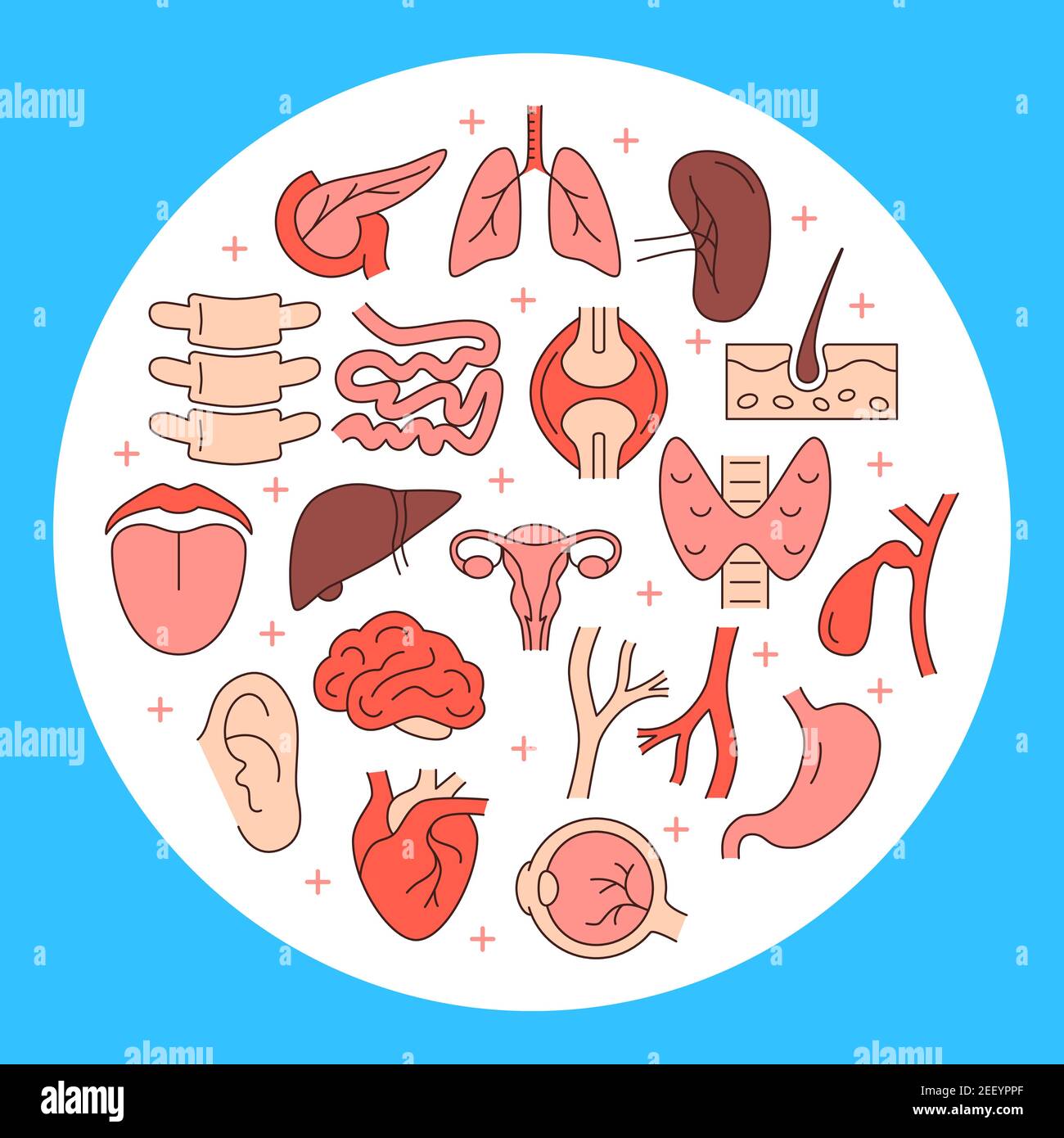 Human internal organs round concept banner in colored line style ...