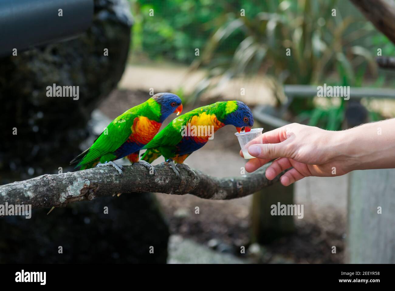 Two rainbow lorikeets parrot eating from a cups helding by male hands ...