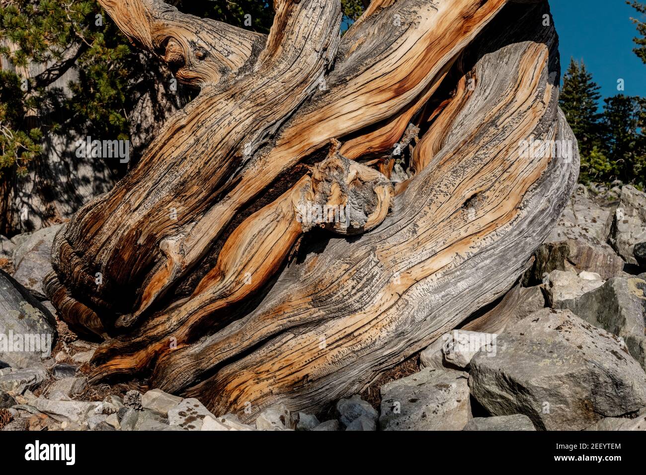 Bristle cone hi-res stock photography and images - Alamy