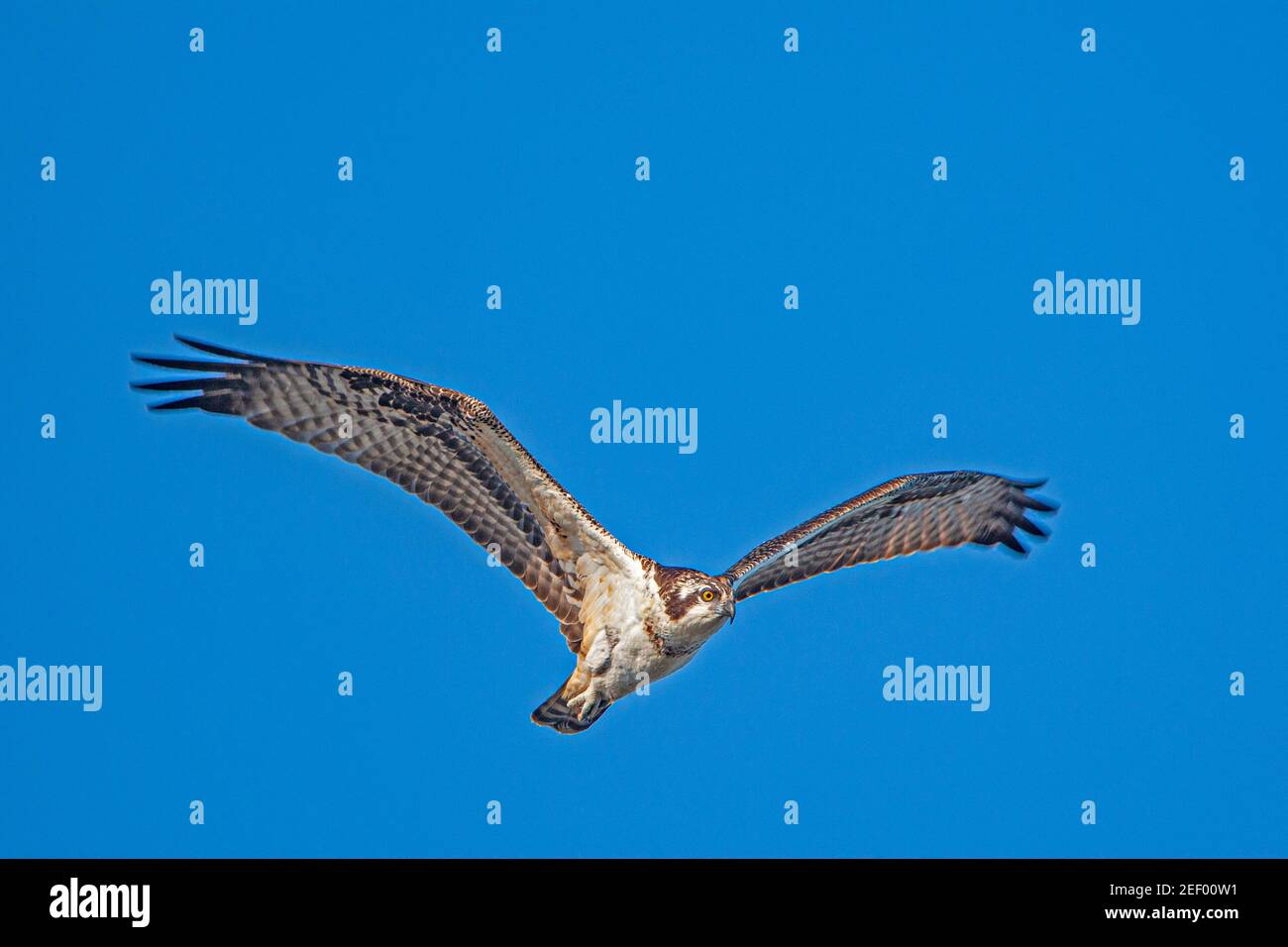 Osprey in flight, PA Stock Photo - Alamy