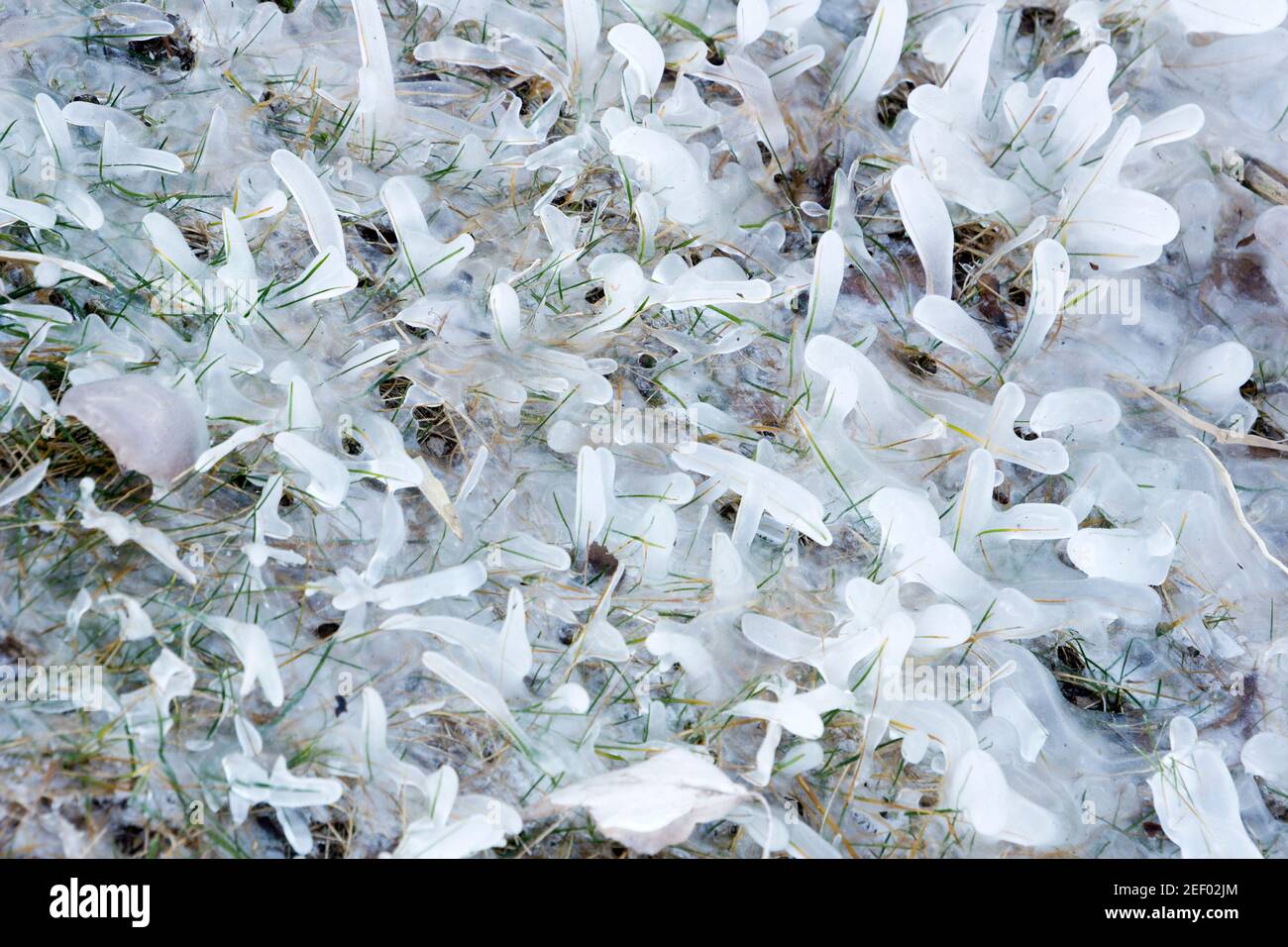 Magical shapes of grass covered in ice Stock Photo - Alamy