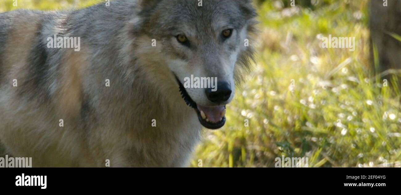 MISHA AND THE WOLVES, 2021. © Netflix / Courtesy Everett Collection ...