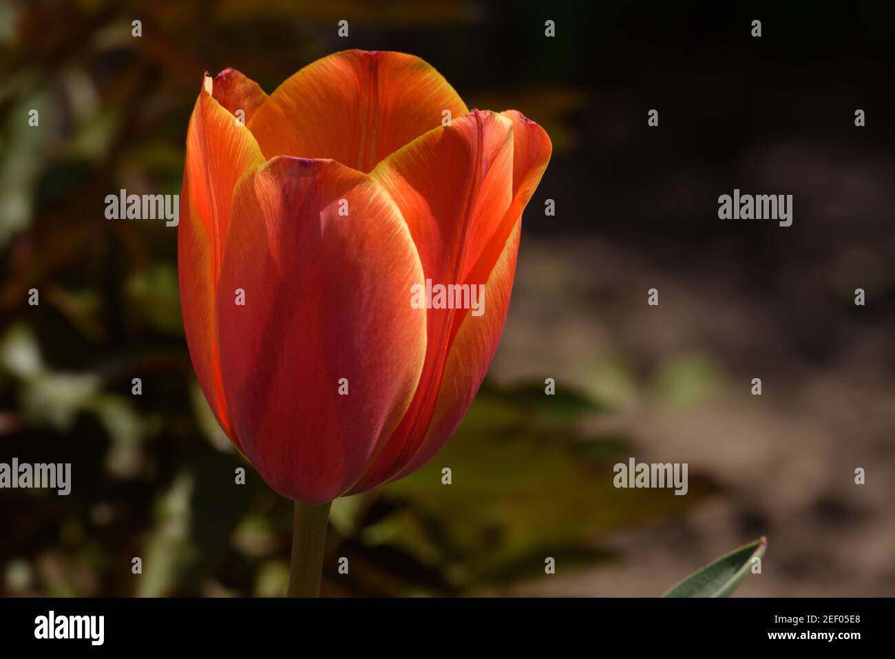 Tulip bud close-up. Red tulip. Red And Orange Tulip Flower. Macro of red Tulips blooming Stock ...