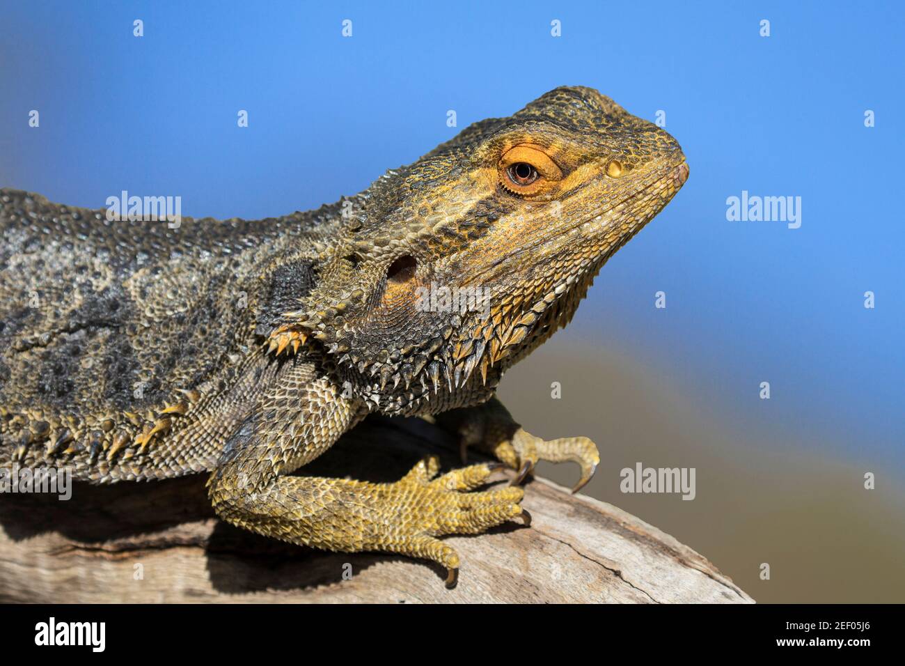 Central Bearded Dragon basking on log Stock Photo - Alamy