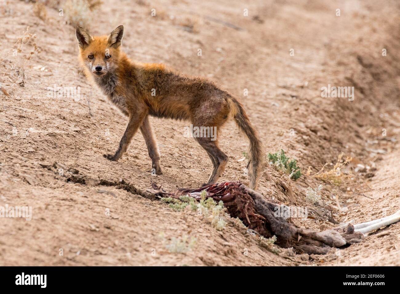 Feral Red Fox with mange feeding on road kill Red Kangaroo carcass in ...