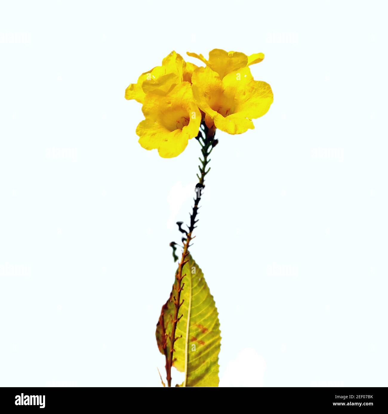 Vertical shot of blooming yellow flowers isolated on a white background ...