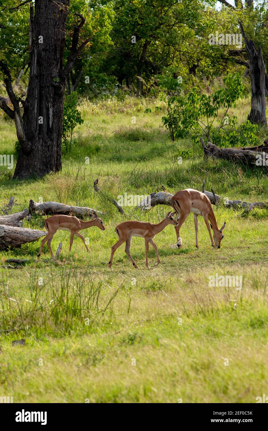 Hornless hi-res stock photography and images - Alamy