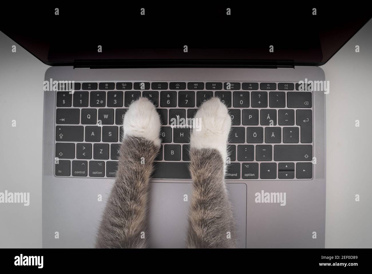 Cat Typing On Computer