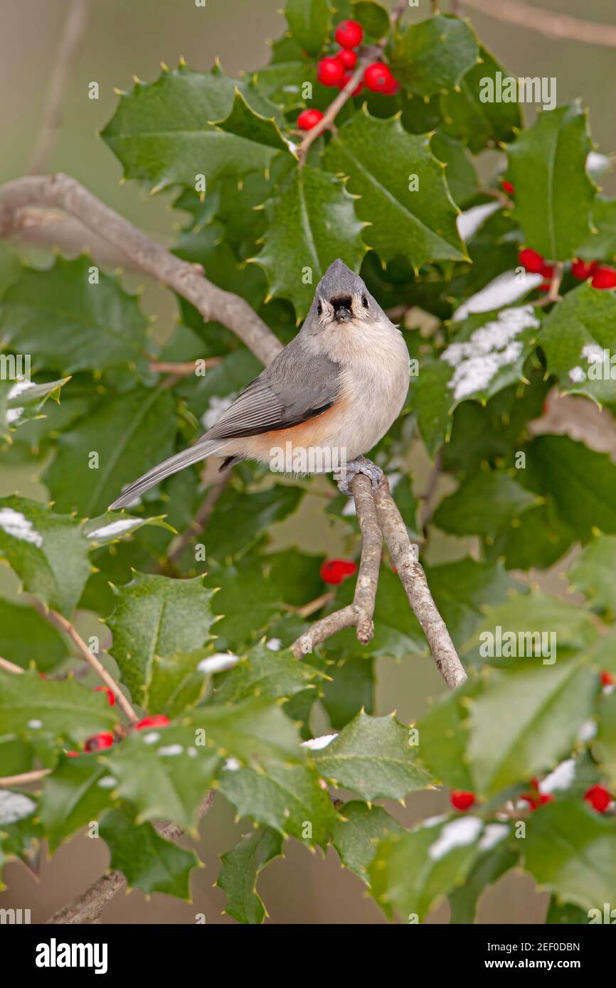 On holly bush hi-res stock photography and images - Alamy