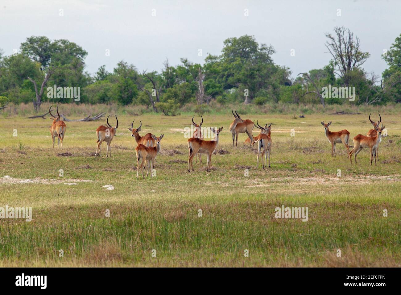 Lechwe (Kobus leche). Hindquarters higher than shoulders. All male herd ...