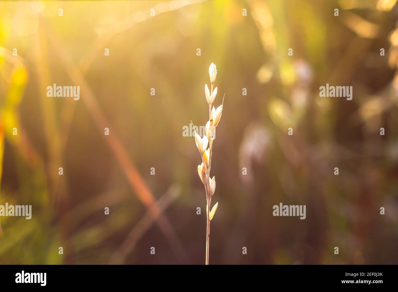 Yellow dry tiny spike golden field with bokeh and backlit on background ...