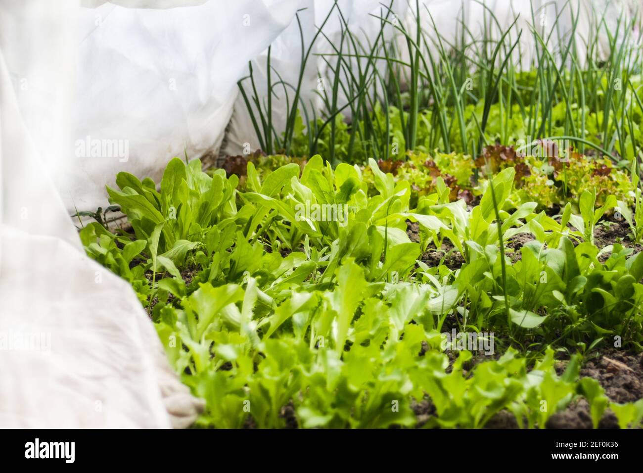 Fiber Producers High Resolution Stock Photography and Images - Alamy