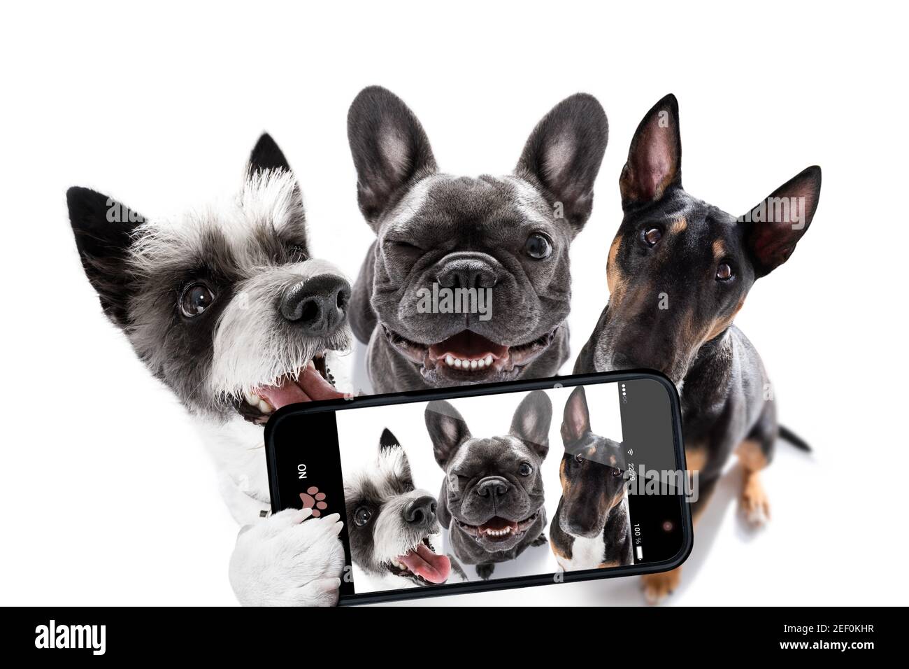 team group row of dogs taking a selfie isolated on white background ...