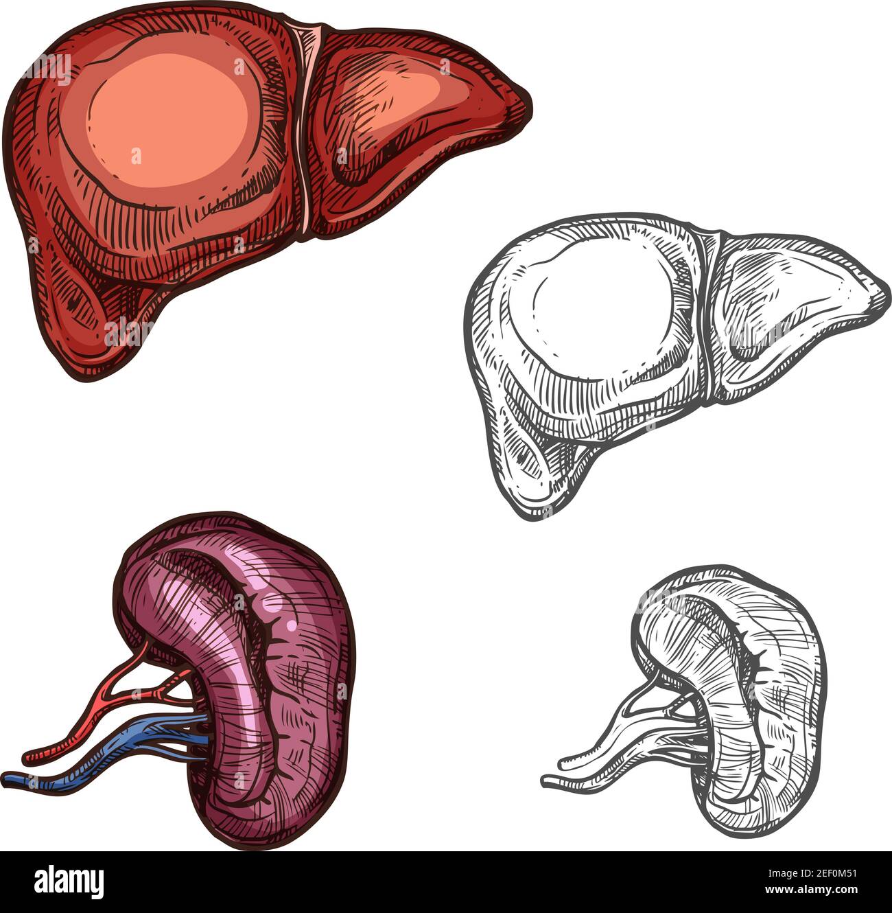 Liver and kidney sketch icons of human organs. Vector isolated set of ...