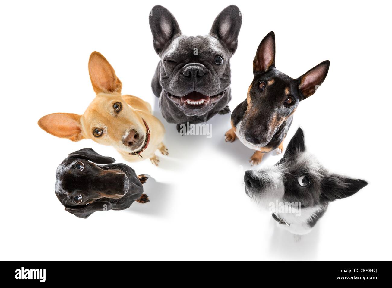 team group row of dogs taking a selfie isolated on white background ...