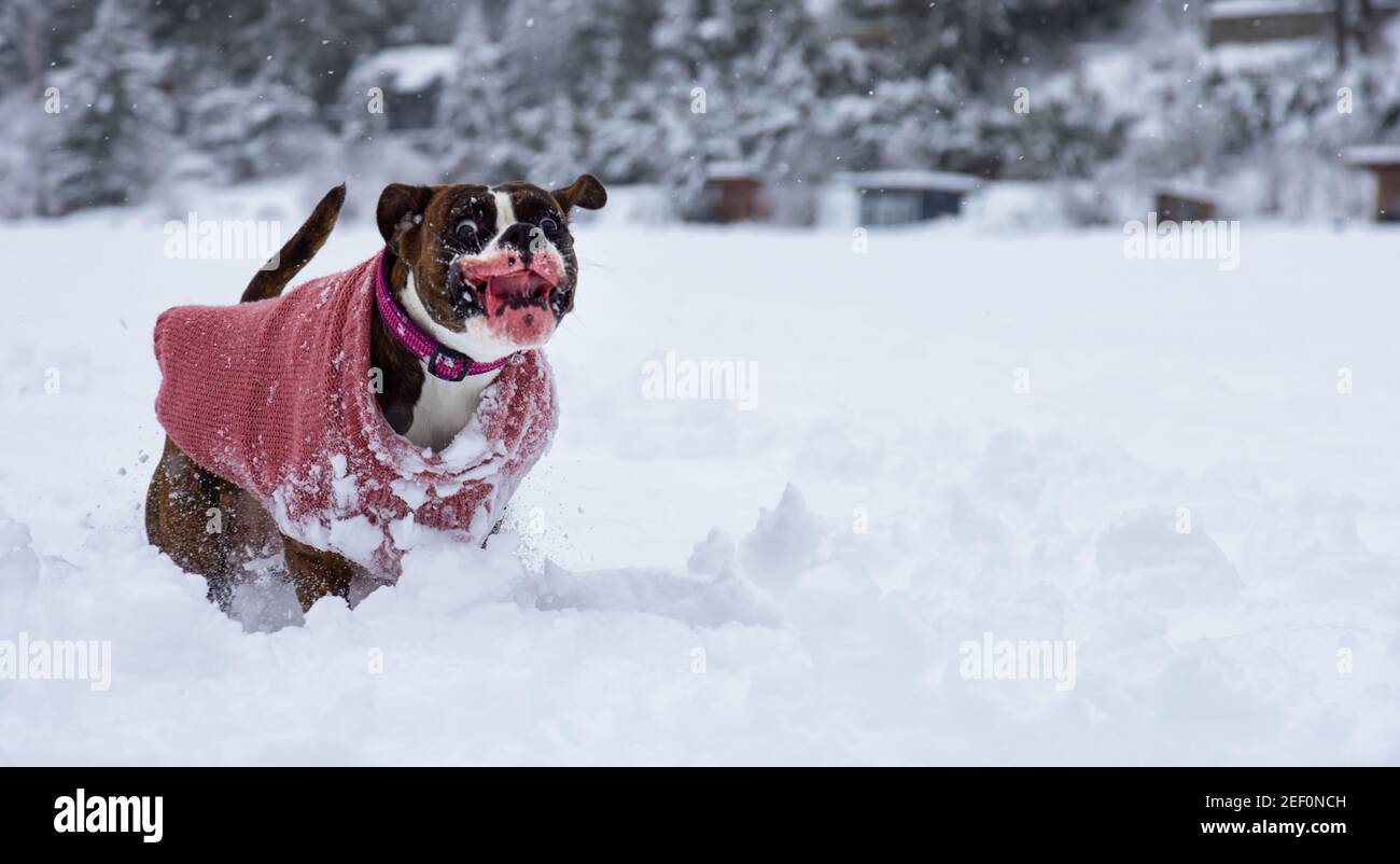 Dog playing in the snow Stock Photo - Alamy