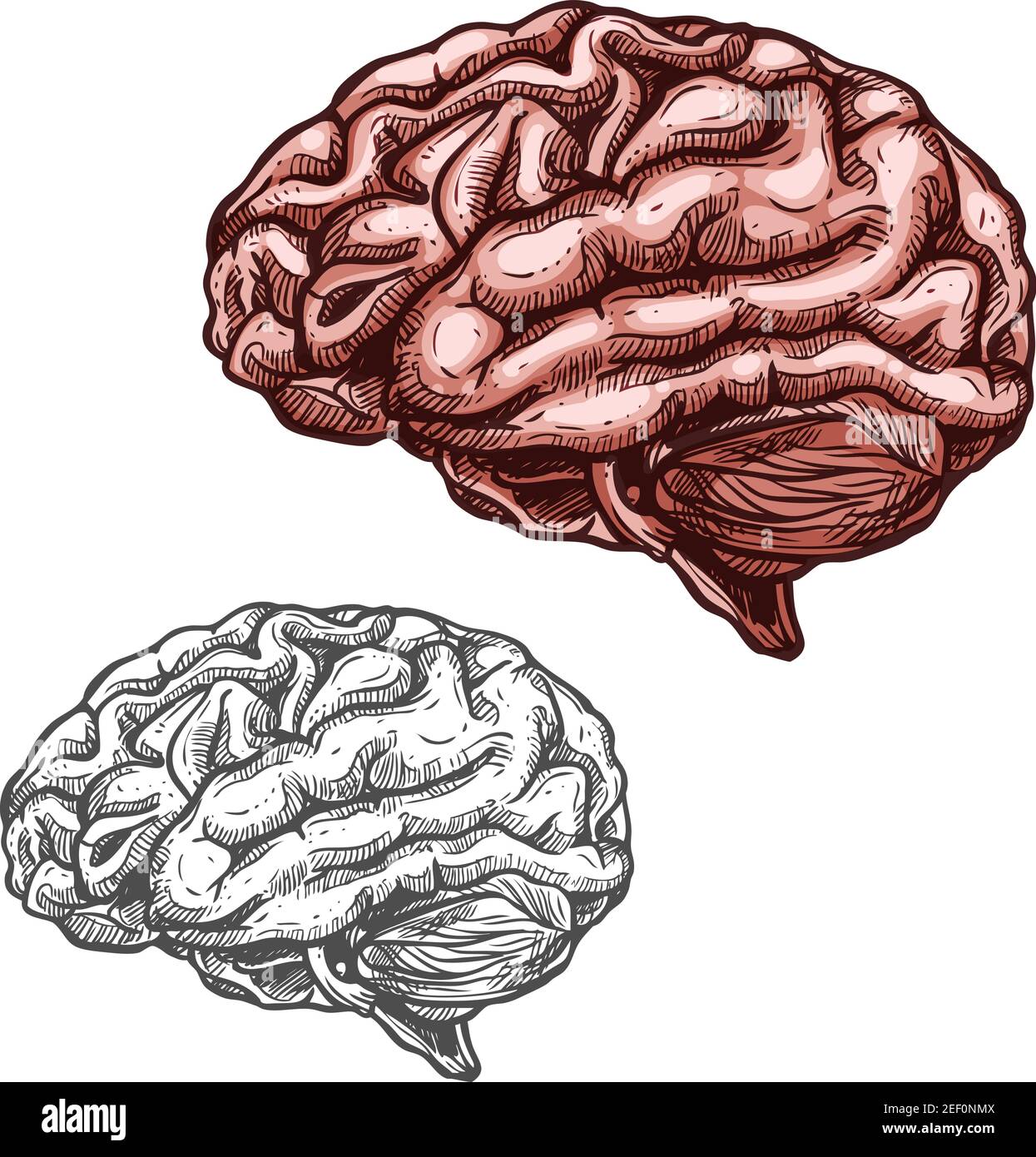 Brain sketch icons of human organ. Vector isolated brain cerebellum ...