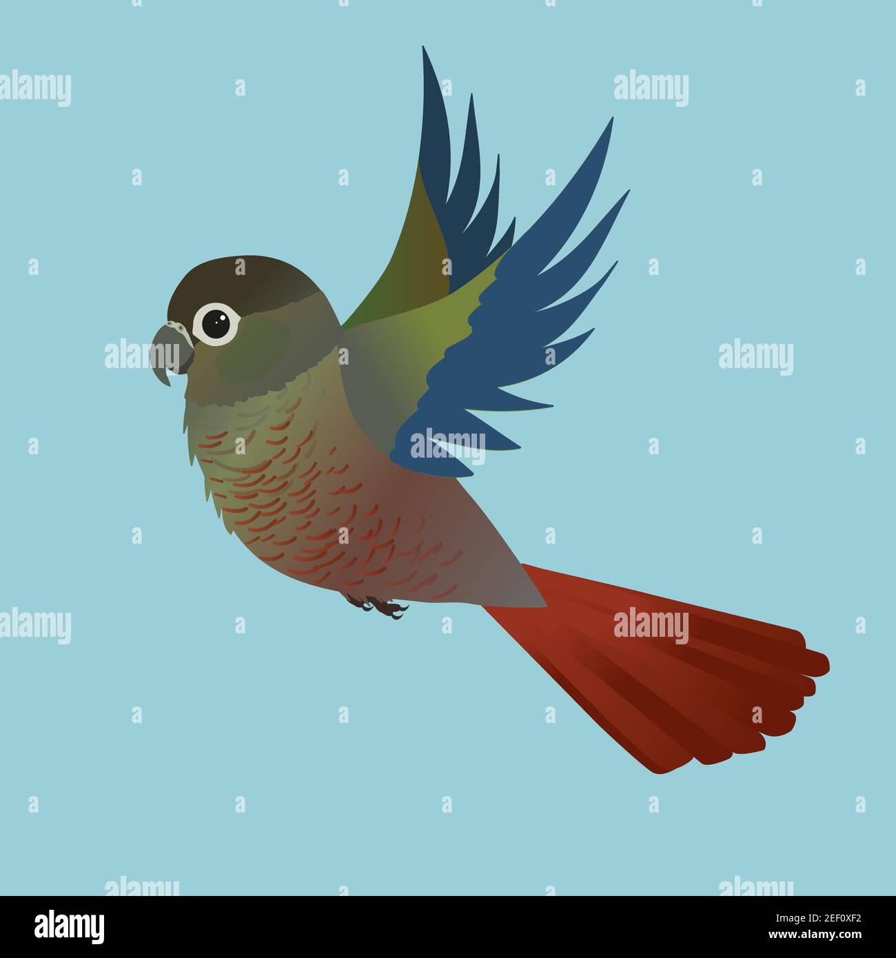 Green cheek conure Stock Vector Images - Alamy