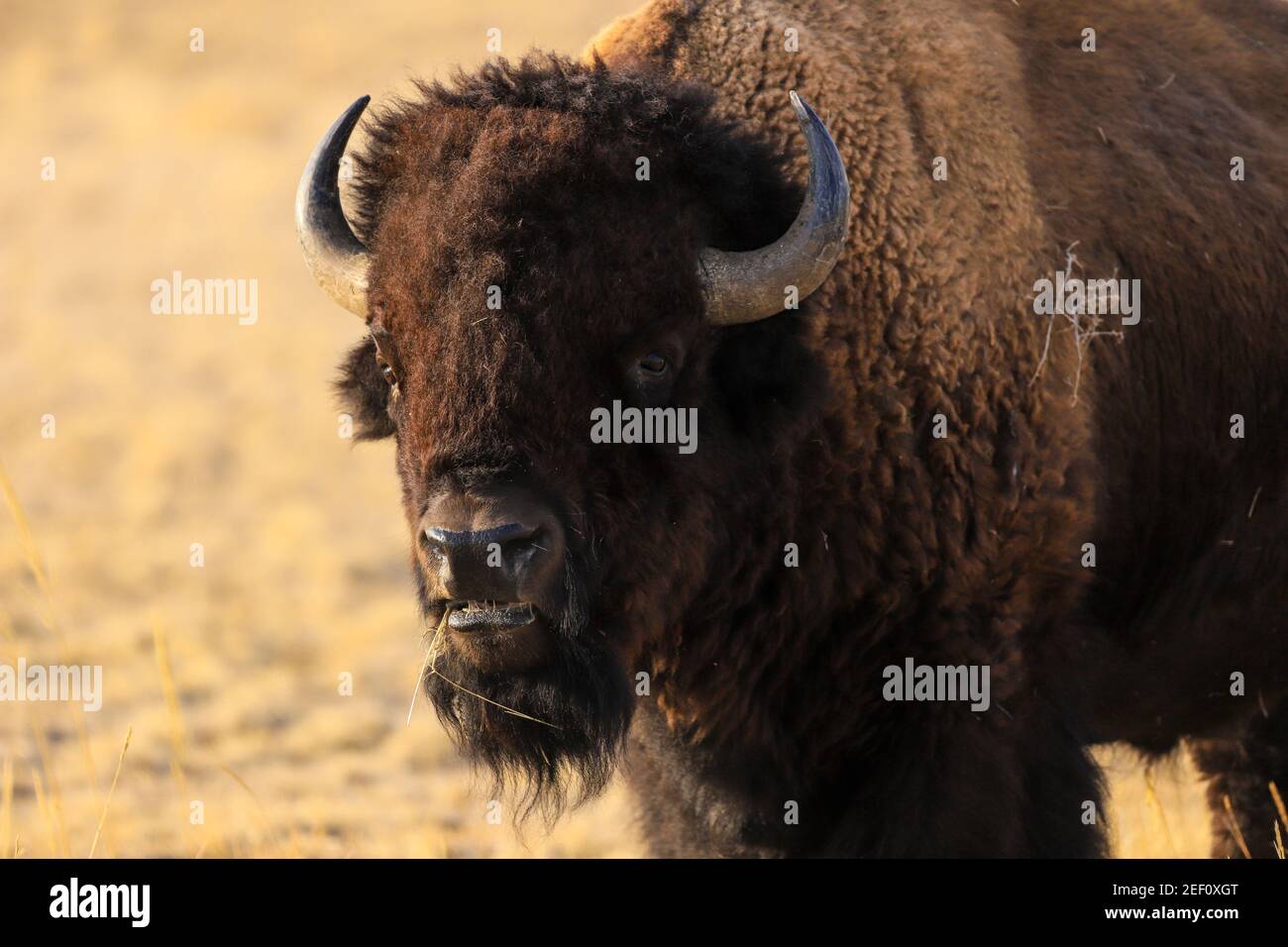 American Bull bison closeup Stock Photo - Alamy
