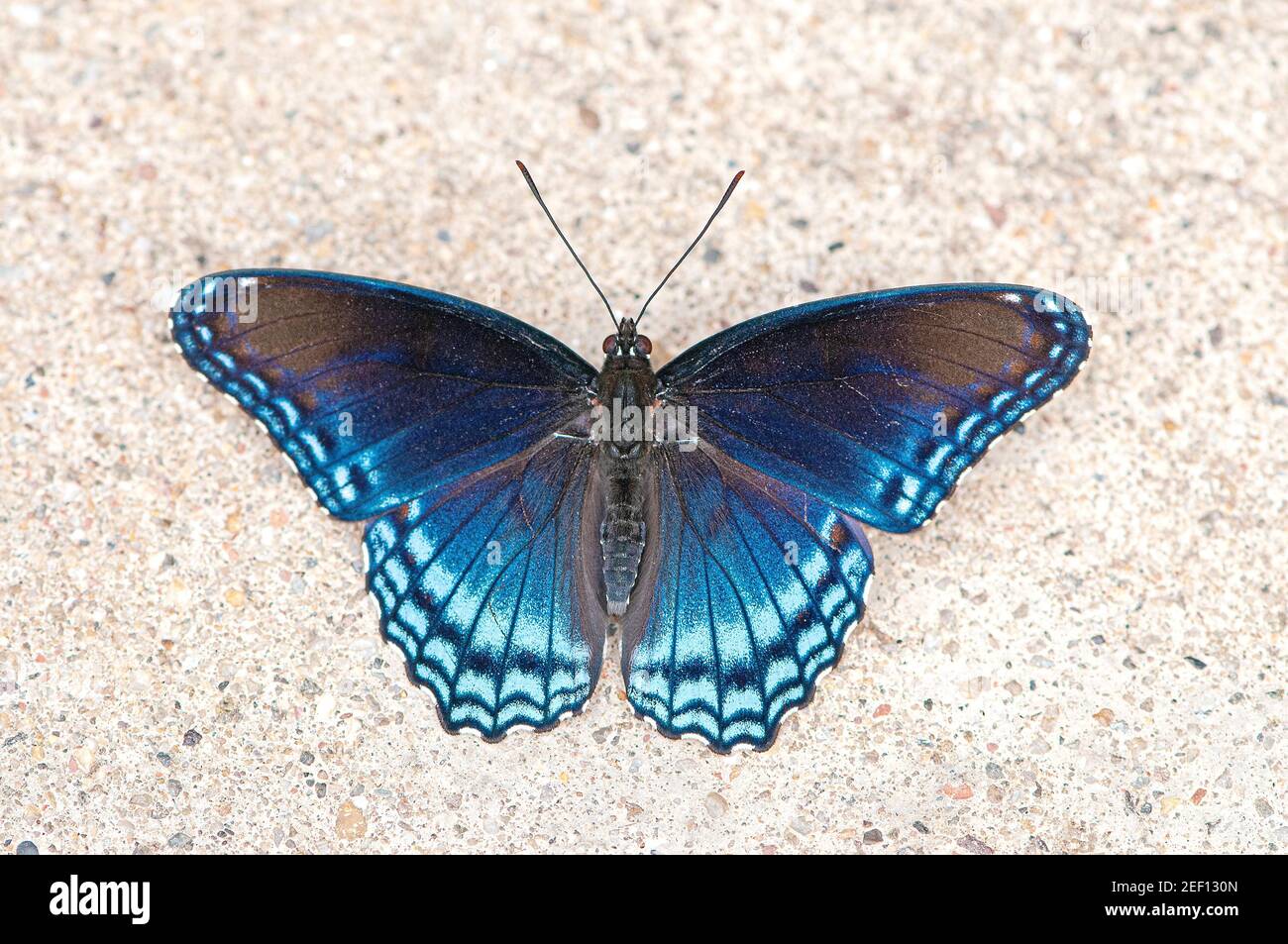 Red-spotted Purple butterfly Stock Photo - Alamy