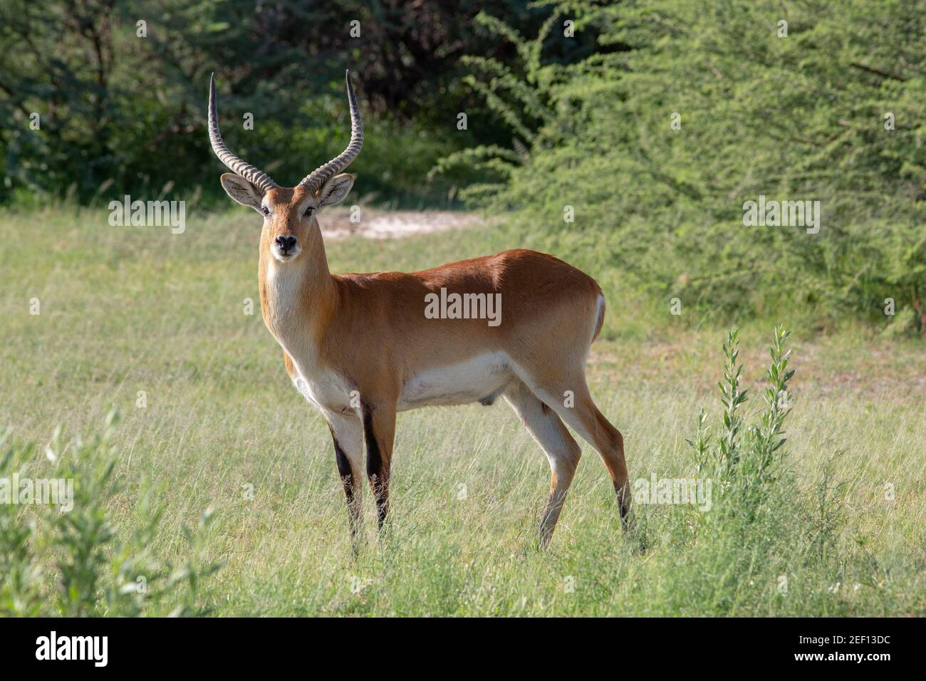 Lechwe Red Antelope (Kobus leche). Horned male. Ribbed horns. A ...