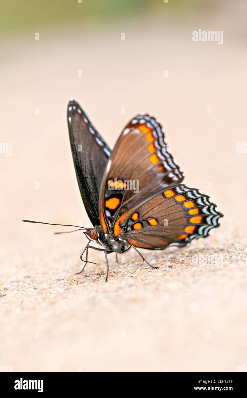 Red-spotted Purple butterfly Stock Photo - Alamy