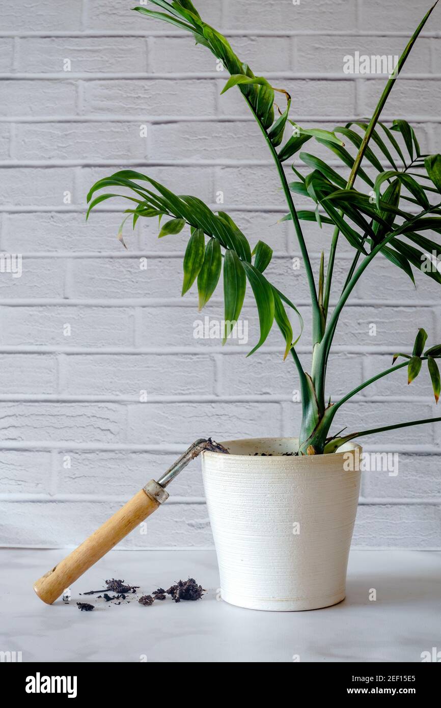 Floriculture pot hi-res stock photography and images - Alamy